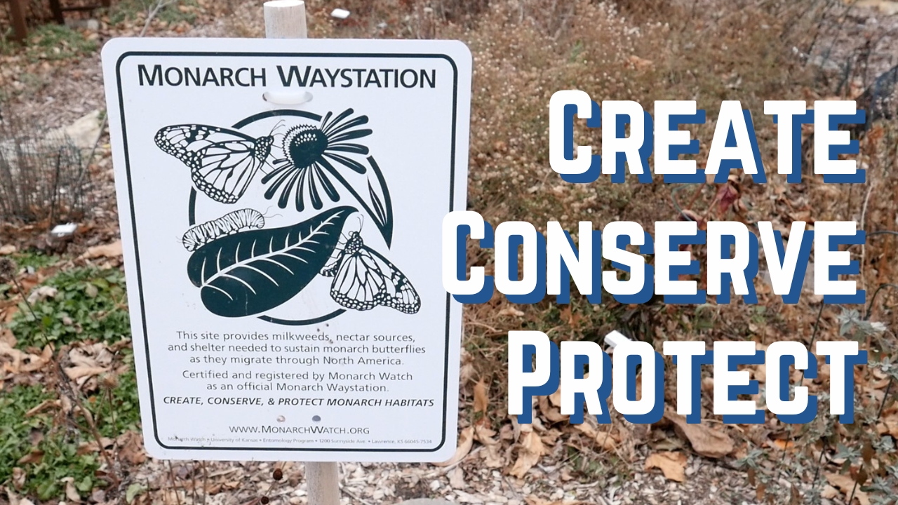 What’s a Monarch Waystation? – Videos – Mother Earth News